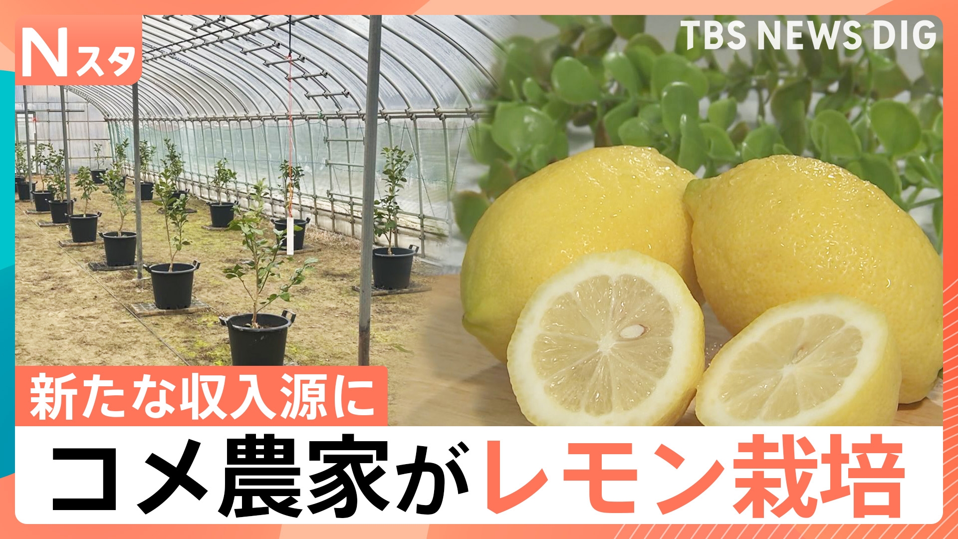 TBS NEWS DIG Powered by JNN コメ農家がレモン栽培 豪雪地帯でなぜ？【Nスタ】 | 無料見逃し配信中！＜TBS FREE＞